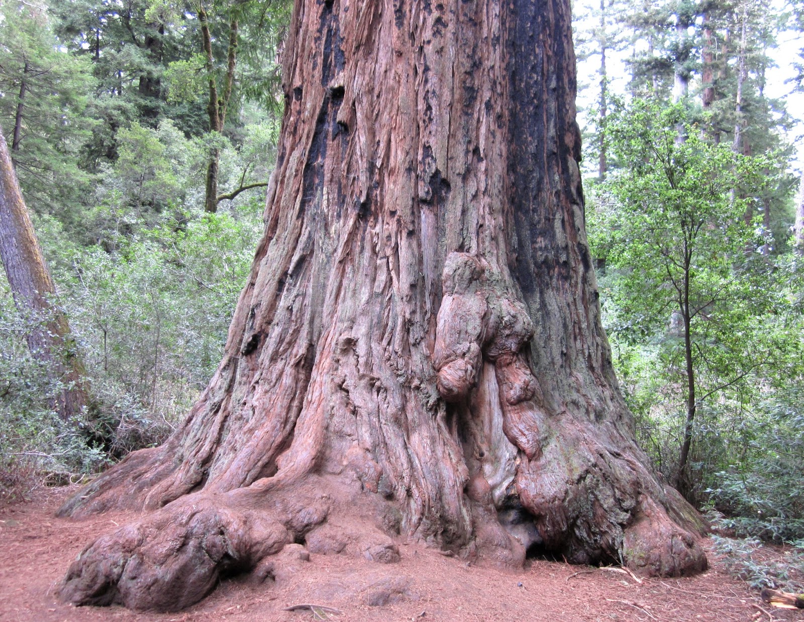 Santa Cruz Mountains Trails: Big Basin Redwoods State Park hike to Mt ...