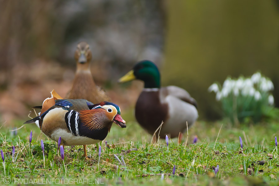 Vogel- en Natuurfotografie door Remco van Daalen: Onverwacht bezoek...