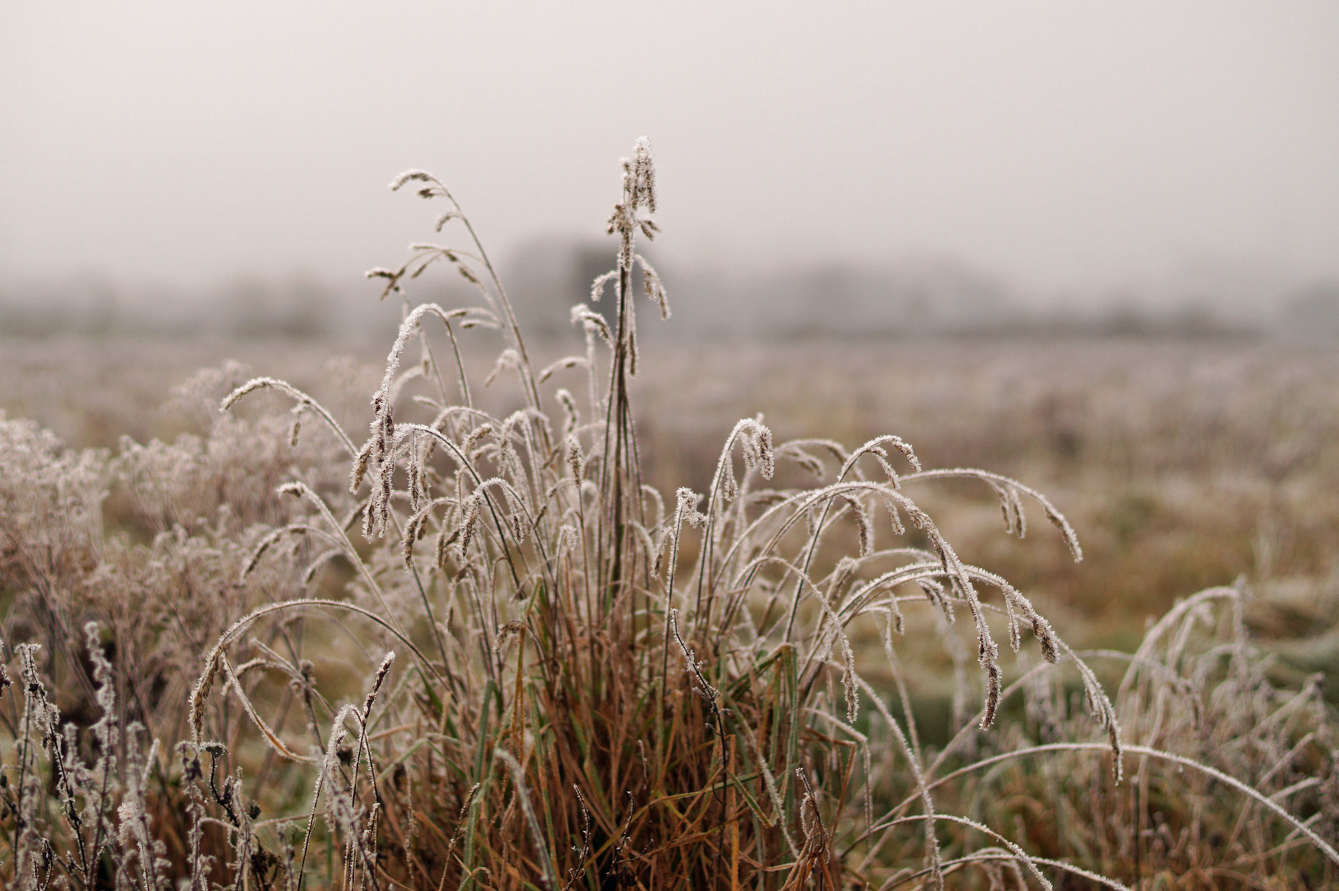 Frost pocket - Sophie in the Sticks
