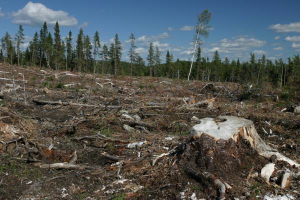 International Habitat Explorers- share the planet: Cut Down Forests ...