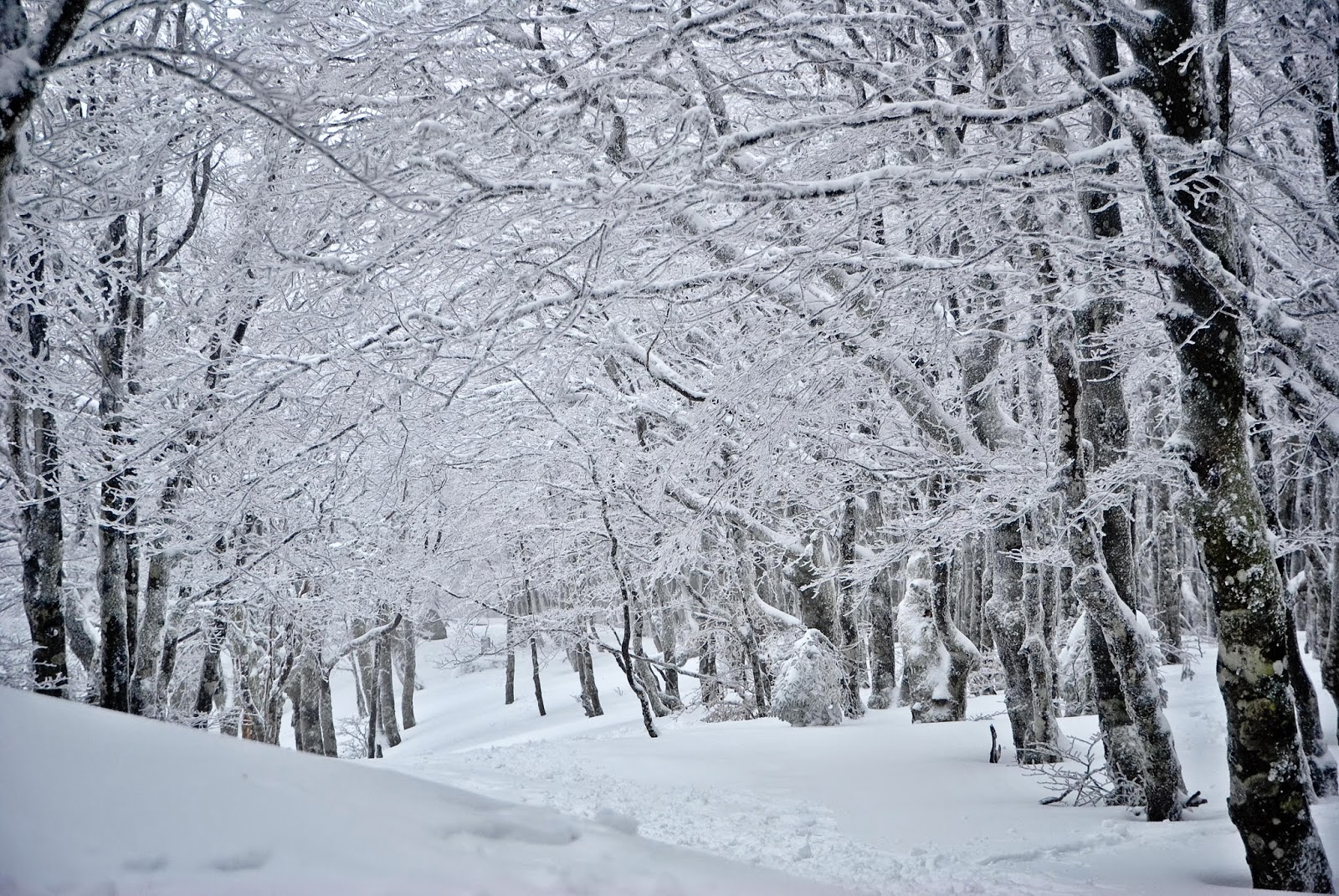 Imagenes de Invierno, parte 1 - IMÁGENES PARA WHATSAPP ® y Fotos para ...