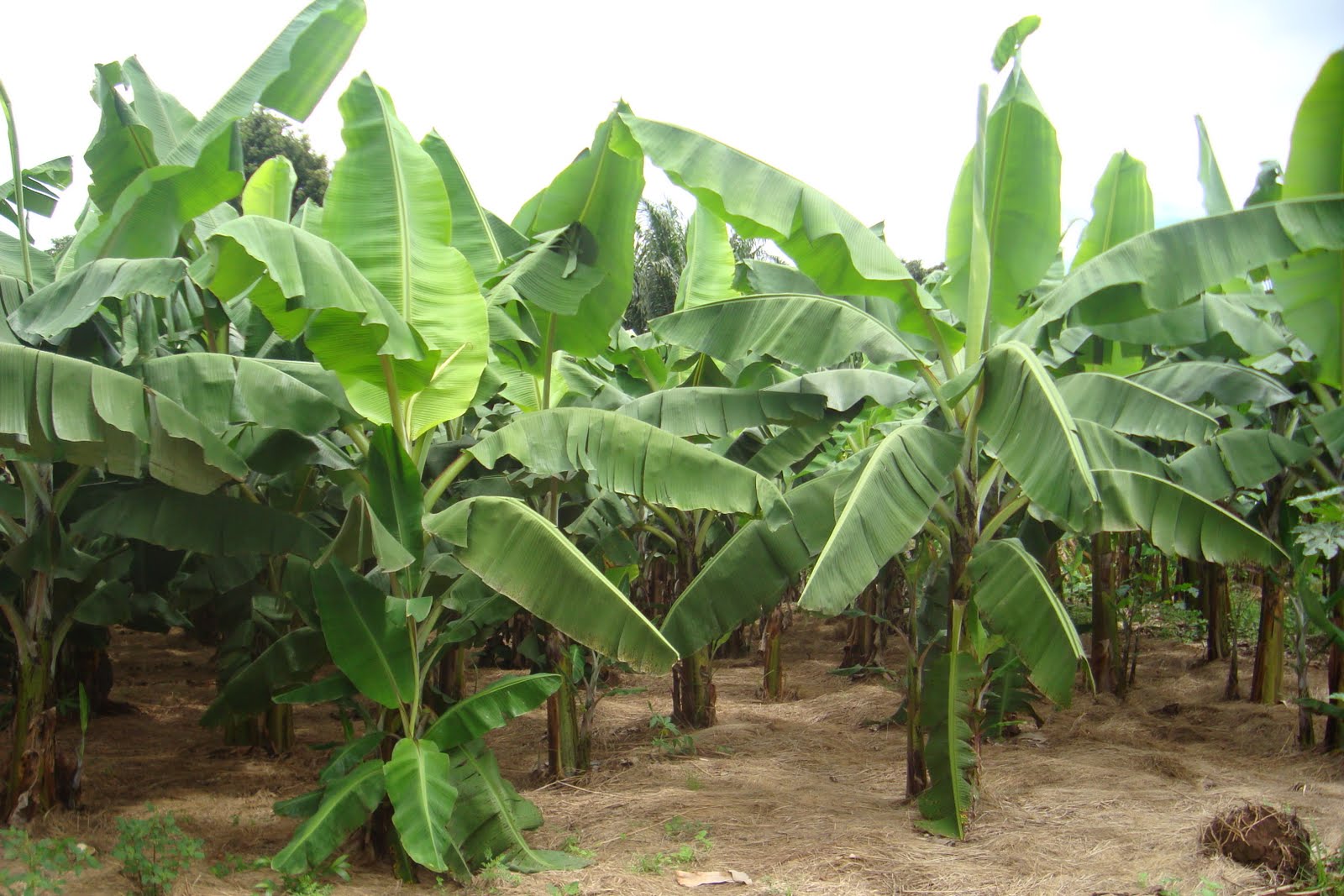 MRADI WA MIGOMBA AINA YA PHIA-Kitalu hiki kipo Kata ya Kitwe Wilaya ya ...