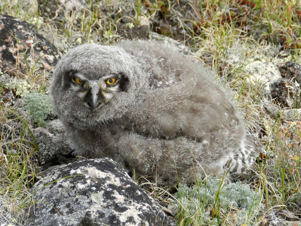 Elfshot: Snowy Owl Chicks