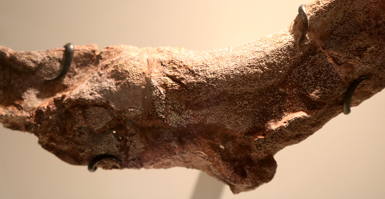 Louisville Fossils and Beyond: Orthacanthus Fish Spine Fossil