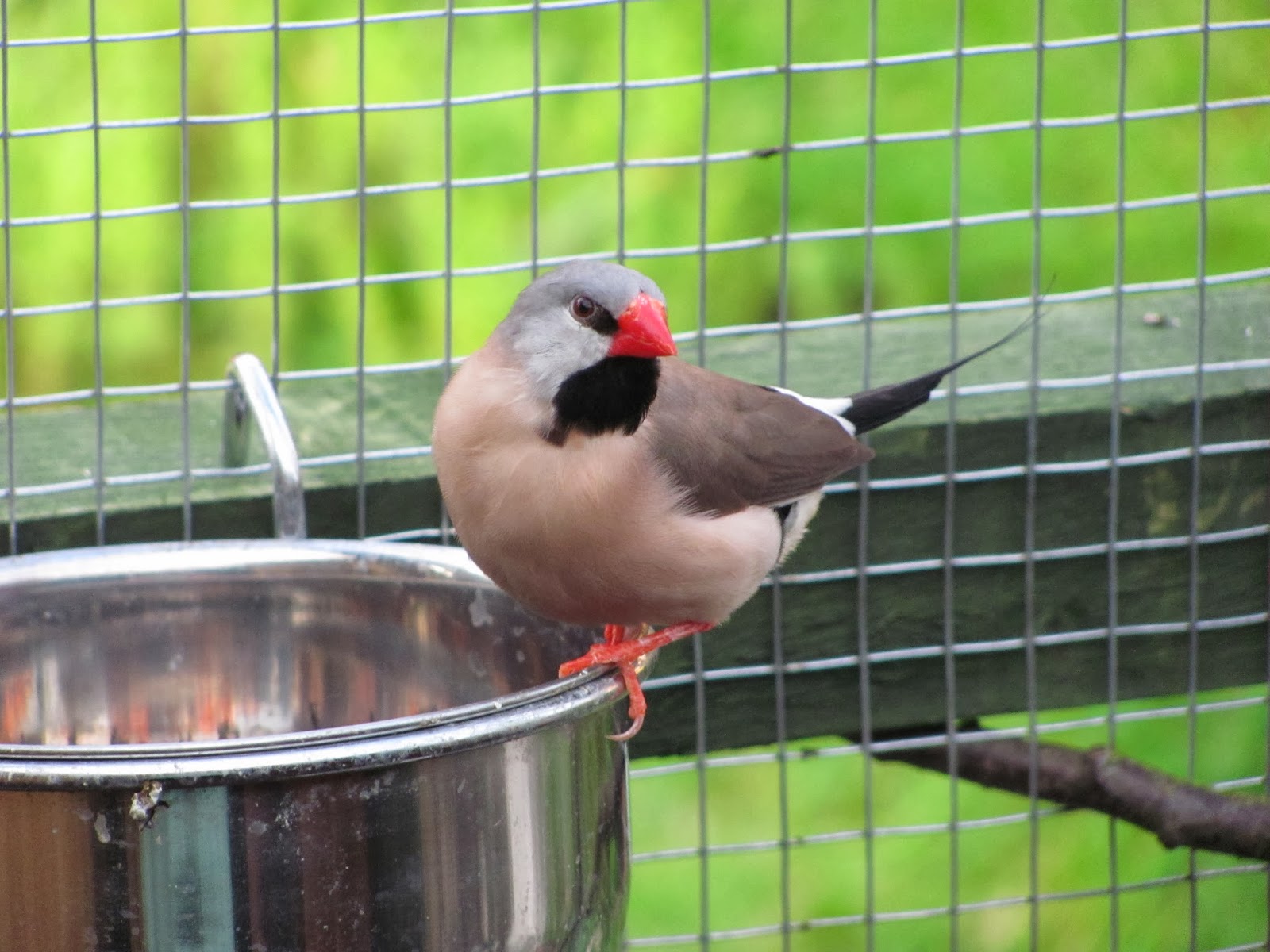 Adventures in Bird-Keeping: 10 Birds to Start Bird-keeping
