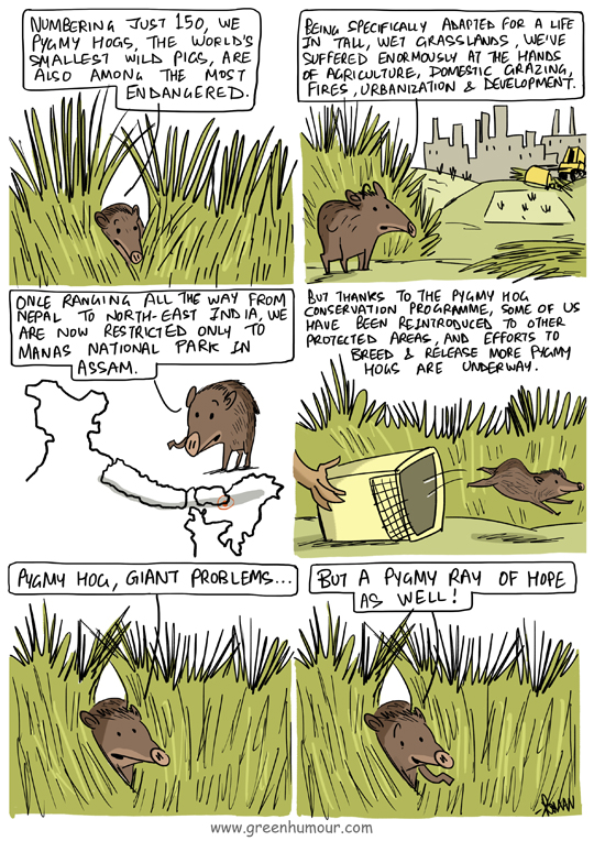 Green Humour: Pygmy Hog Giant Problems
