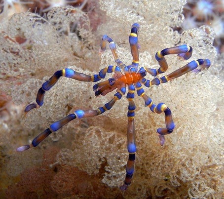Catalogue of Organisms: Sea Spiders
