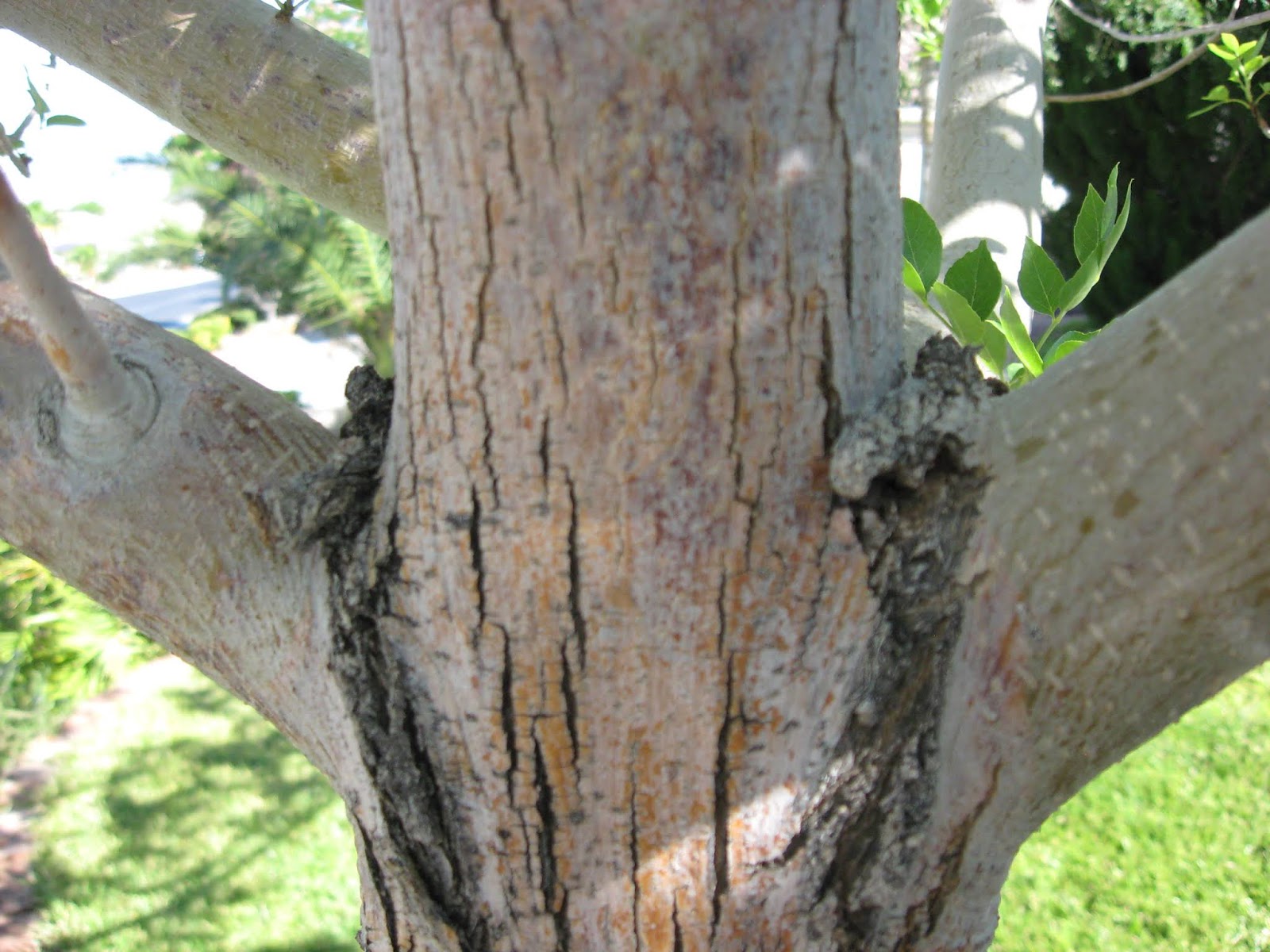 Xtremehorticulture of the Desert: Sunburn A Huge Problem in the Desert