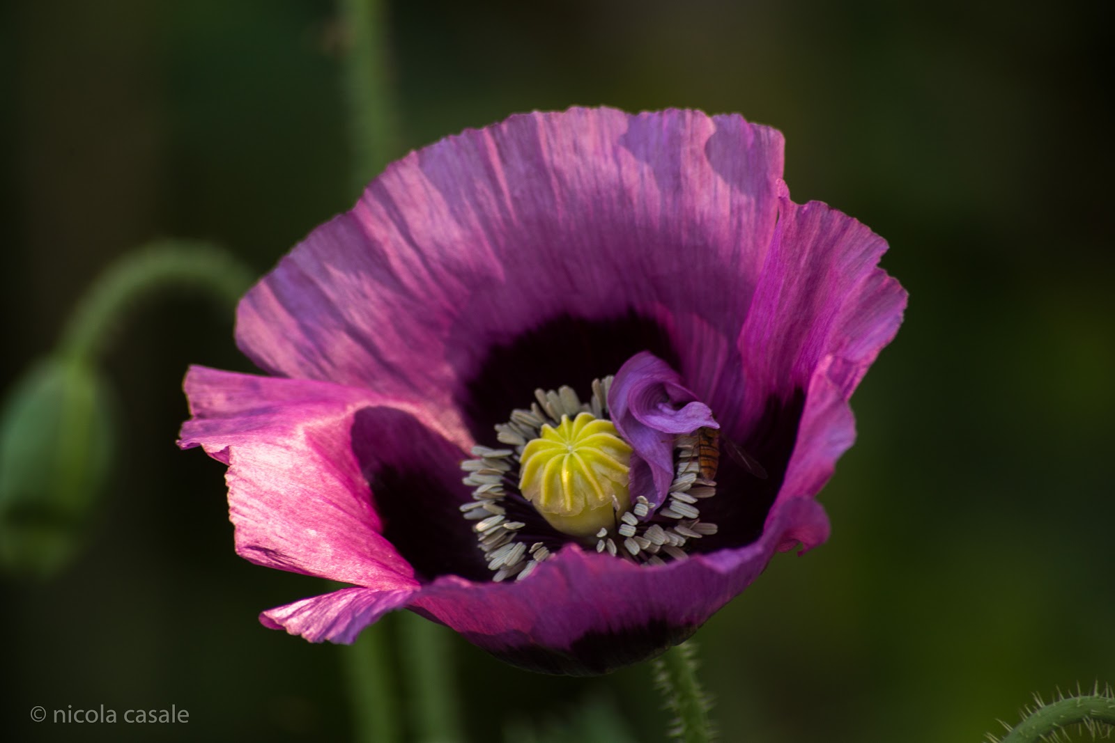 L'orto dei colori: Papaver somniferum