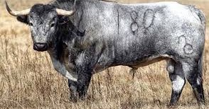 Tomas Bradanovic: El chileno es toro manso