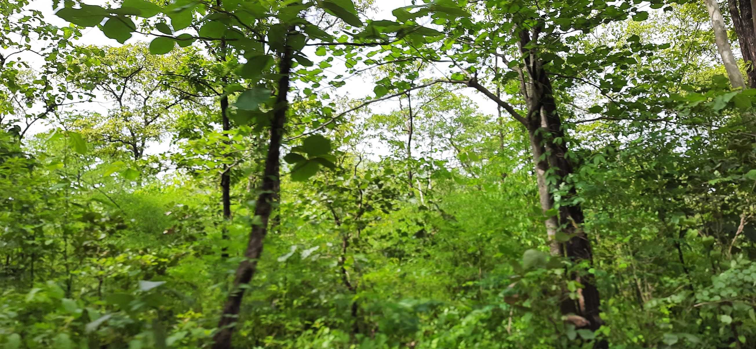 Sharad Pandhare's Educational Blog: Incredible Nature