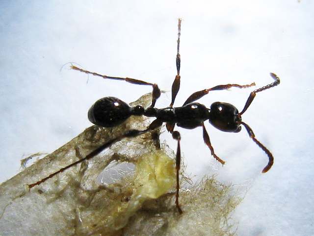 Photos and Info on Ants and Termites of Malaysia: Aenictus