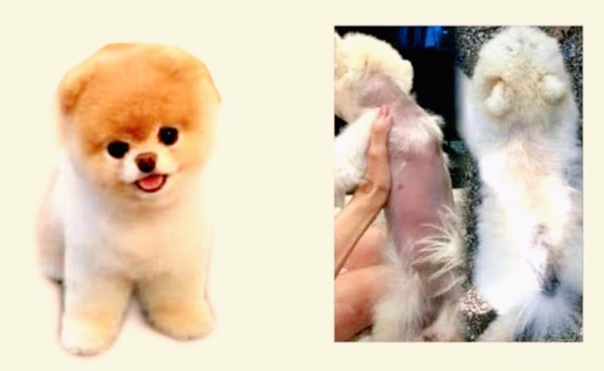 Tosa Boo - Valentis Oberon