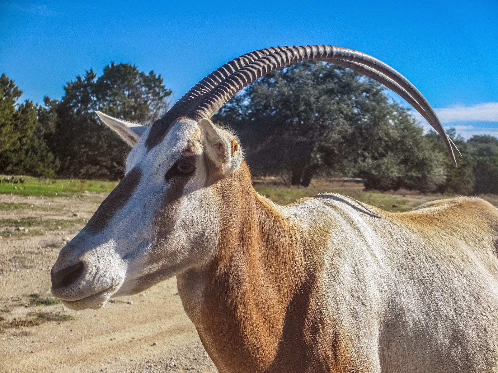 Cannundrums: Scimitar-Horned Oryx