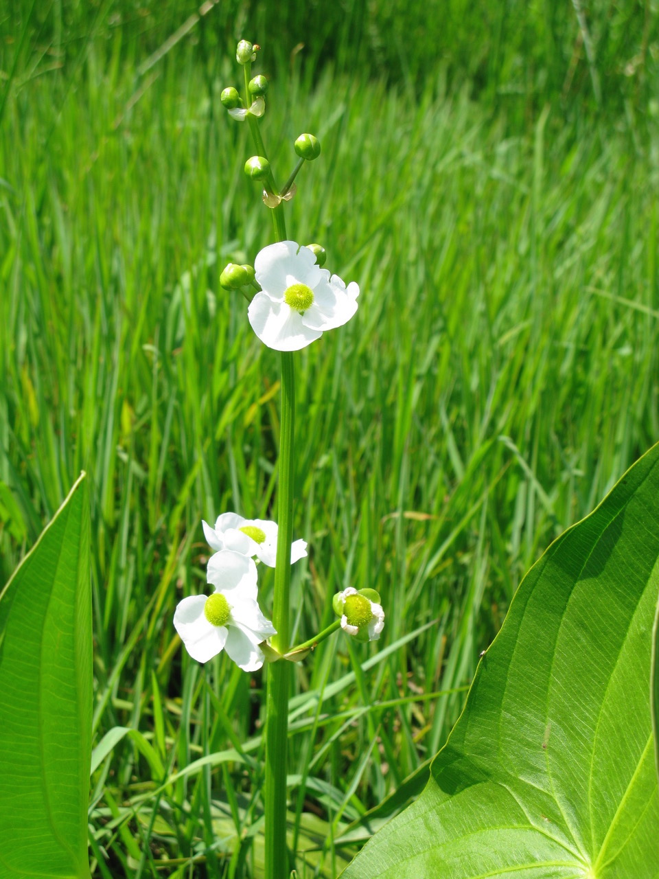 Good Stuff NW: Farm Bulletin: Our Land of Tule and Cattails