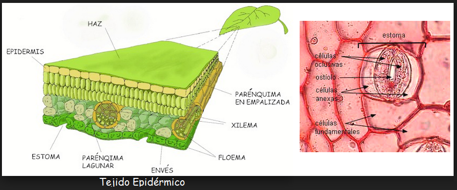 Banco de Preguntas de Biología: Tejidos Vegetales 1 - Tejidos ...