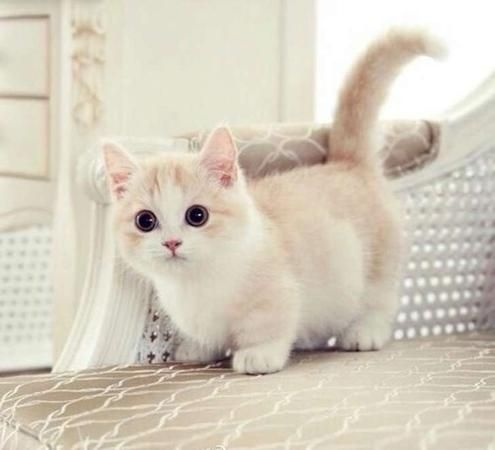 qpapp: [고양이종류]먼치킨, 고양이계의 웰시코기! [Cats kind] Munchkin, legs are short and ...