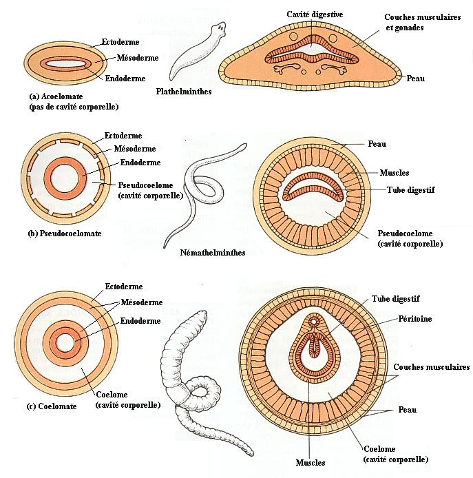 Blog de Biologia CMPA 201 2020: Material sobre nematelmintos