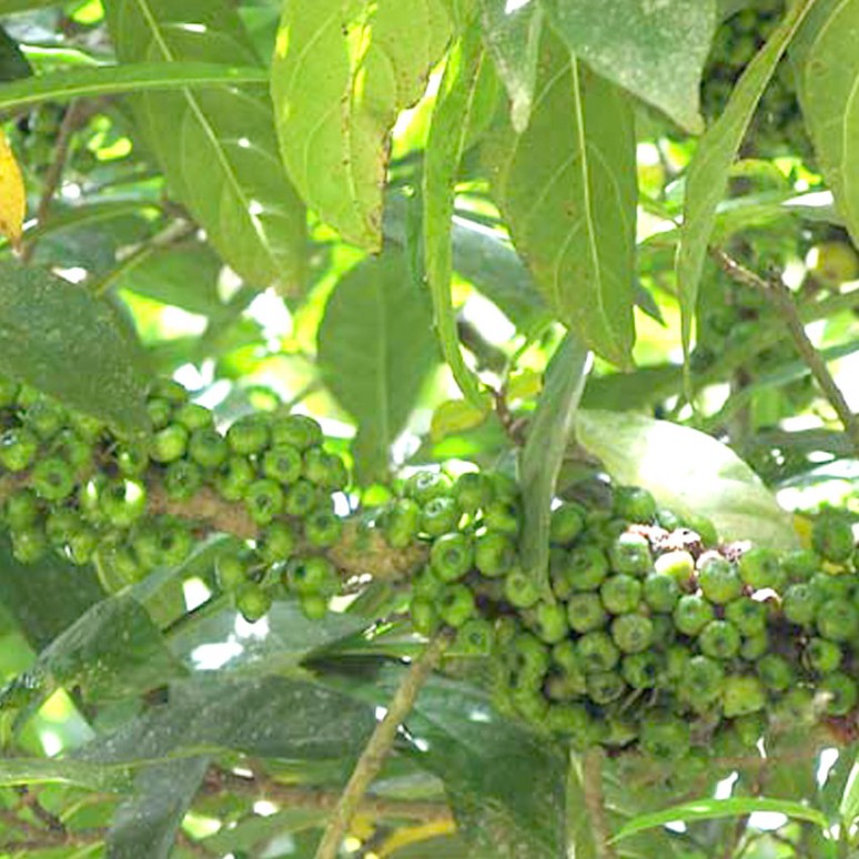 Lembah Bedog Agro: Antara Tin, Loa Dan Awar - Awar