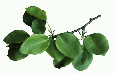 As plantas: Classificação das folhas quanto á forma