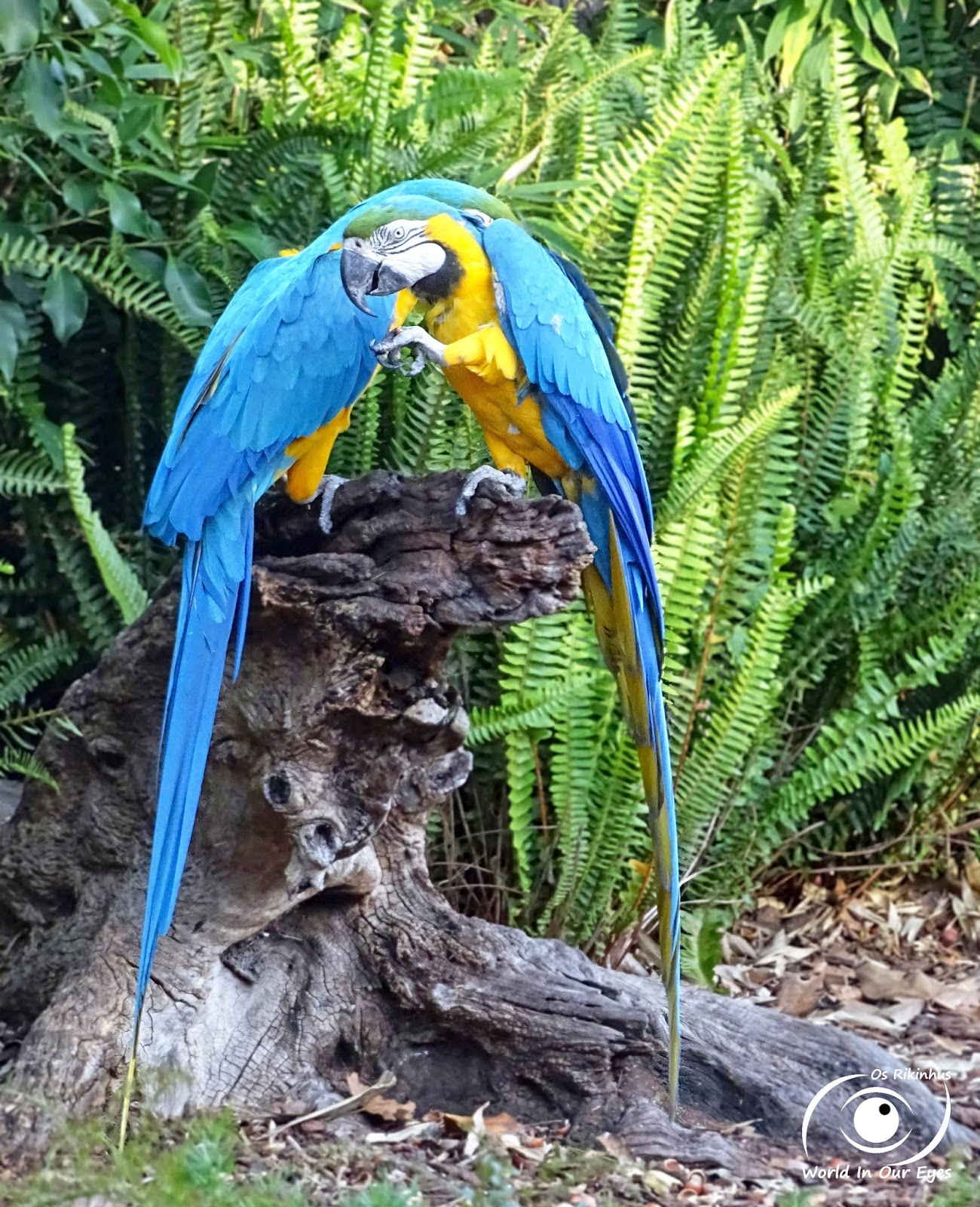 Os Rikinhus: Família "Psittacidae"