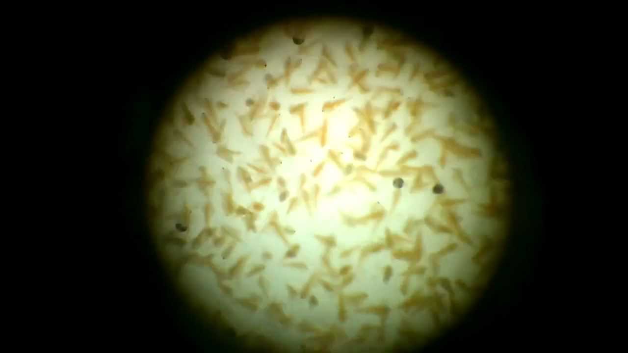 Begini Metode Uji Toksisitas Dengan Menggunakan BSLT