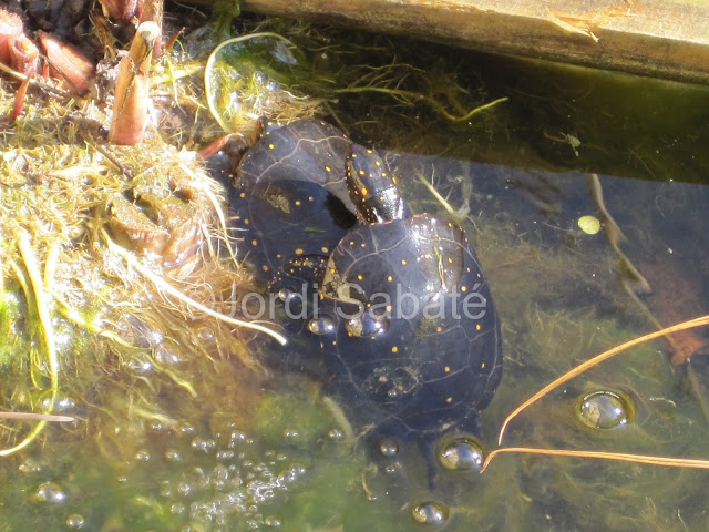 Clemmys guttata: la tortuga moteada: La reproducción de las Clemmys guttata