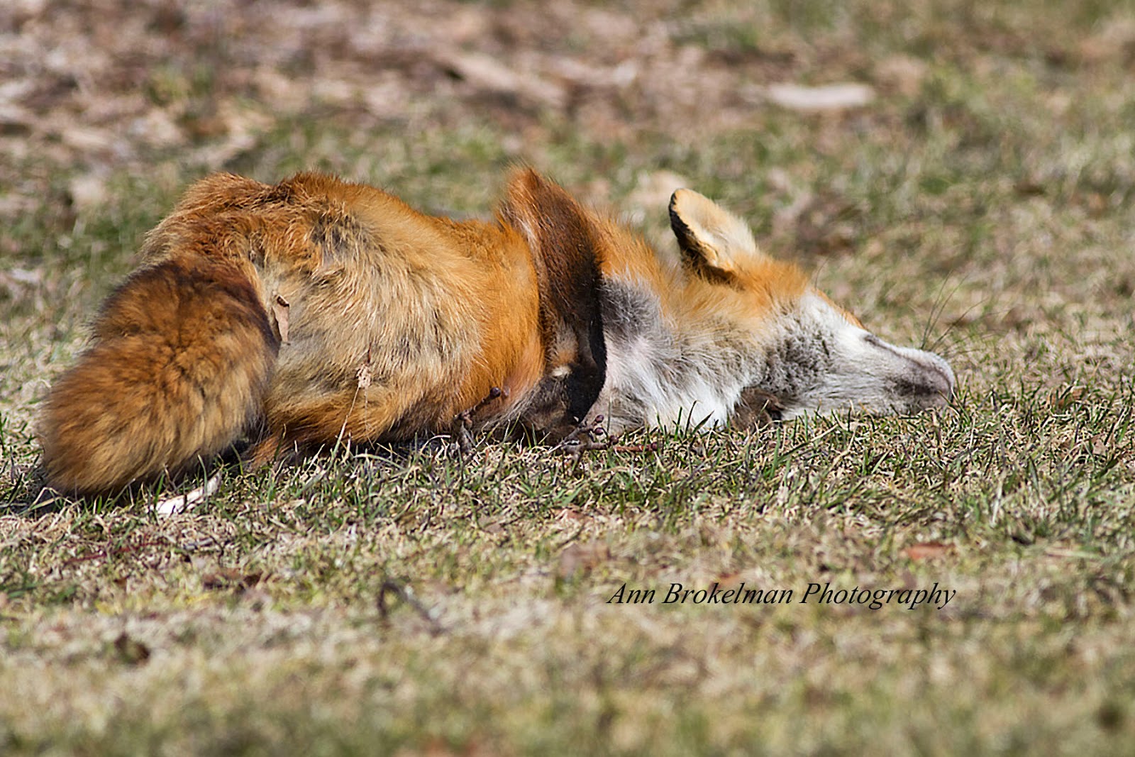 Ann Brokelman Photography: Red Fox with vole April 2014
