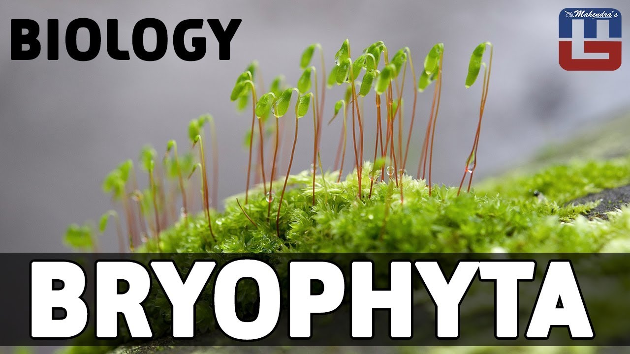 Bryophyta, ~ Learneeng