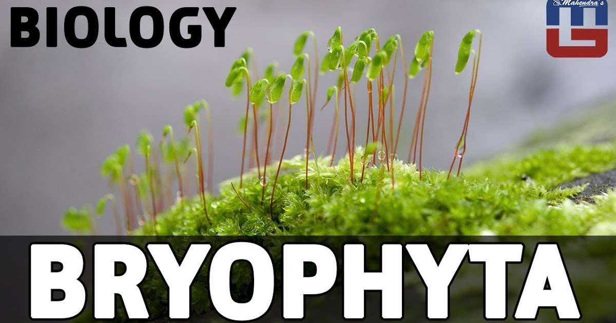 Bryophyta, ~ Learneeng