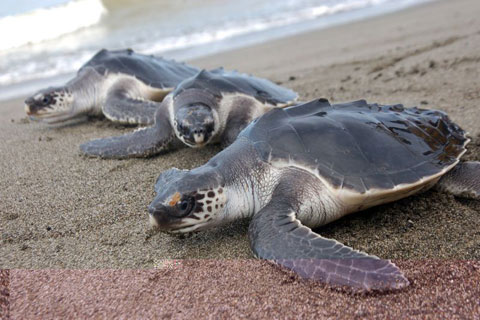 BATAAN, BAYANI AT BANAL: PAWIKAN SANCTUARY IN MORONG