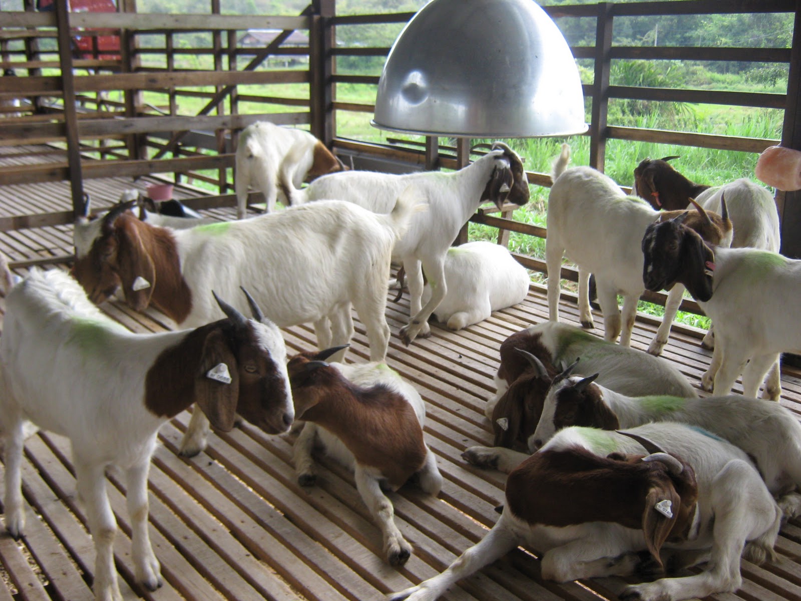 my goat farm: Projek Kambing Aku (Gambar)
