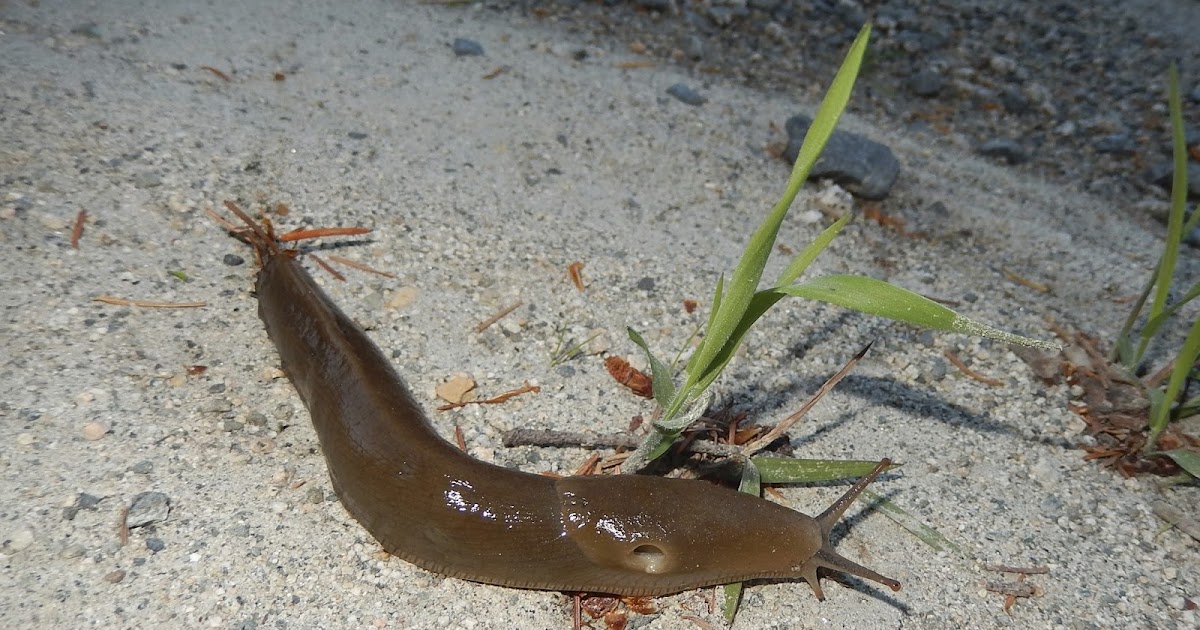 Powell River Books Blog: Coastal BC Animals: Banana Slug