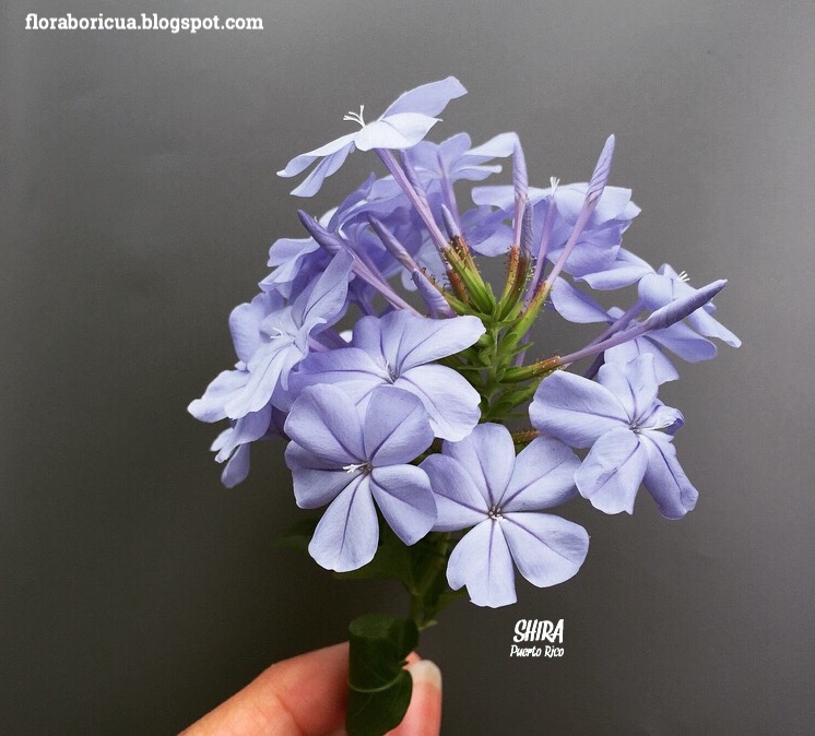 SHIRA: ¿Es semi-carnívora la flor Isabel Segunda?