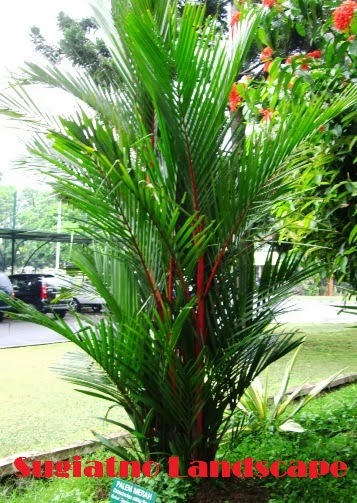 Palem merah, pohon palm, jenis-jenis pohon palem | Tukang Taman