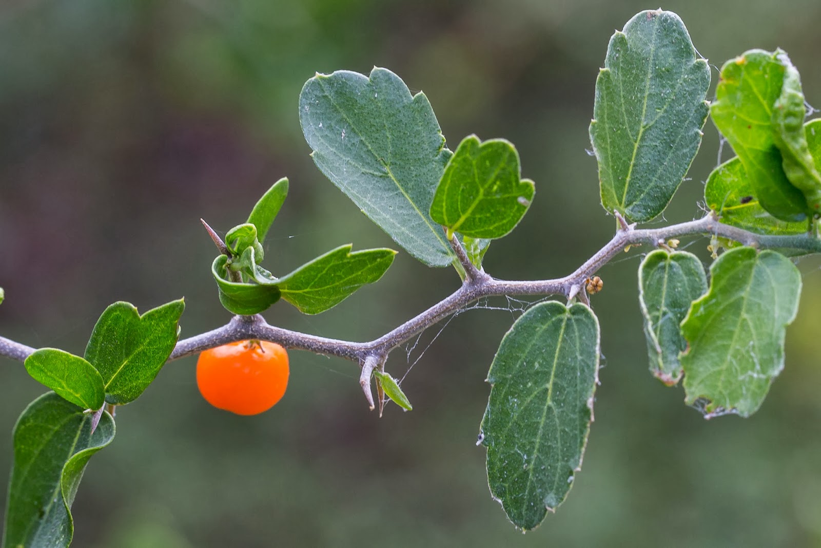 NatureWatch: October 2013