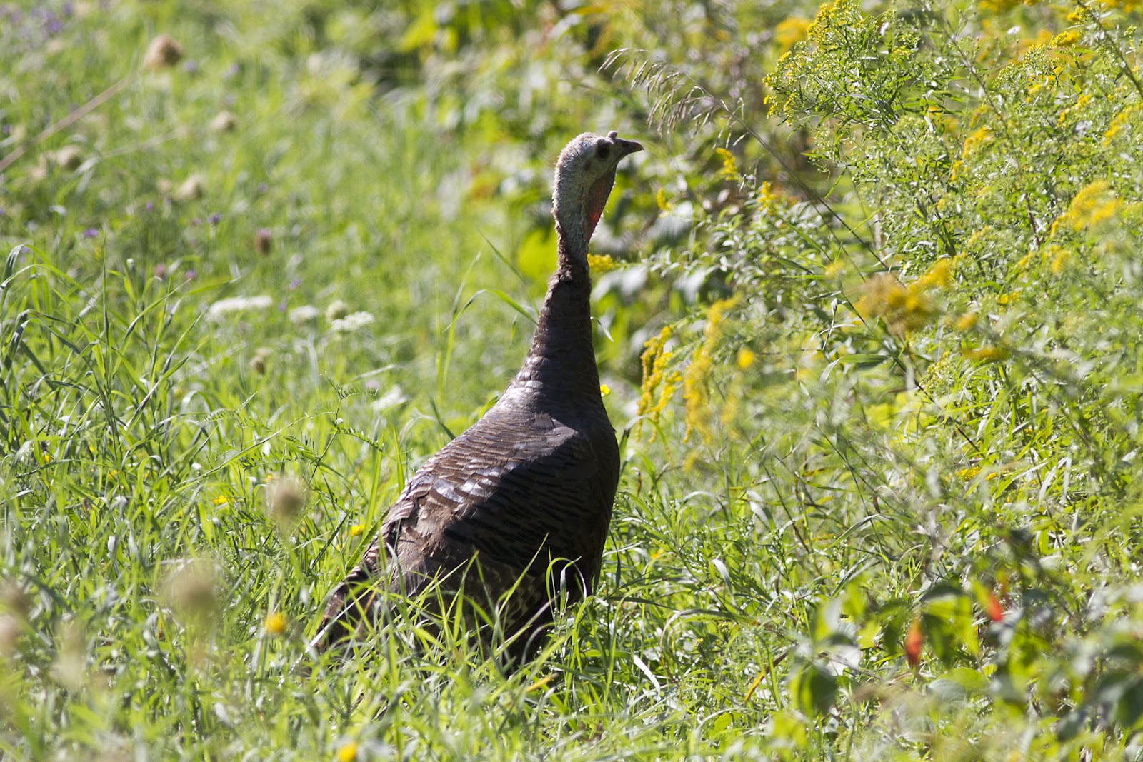 Ann Brokelman Photography: Wild Turkeys, Sora, Virginia Rail and Juv ...