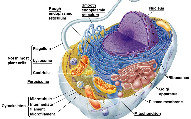 Biologi Kelas XI Sel Eukariotik | Biologi Kelas