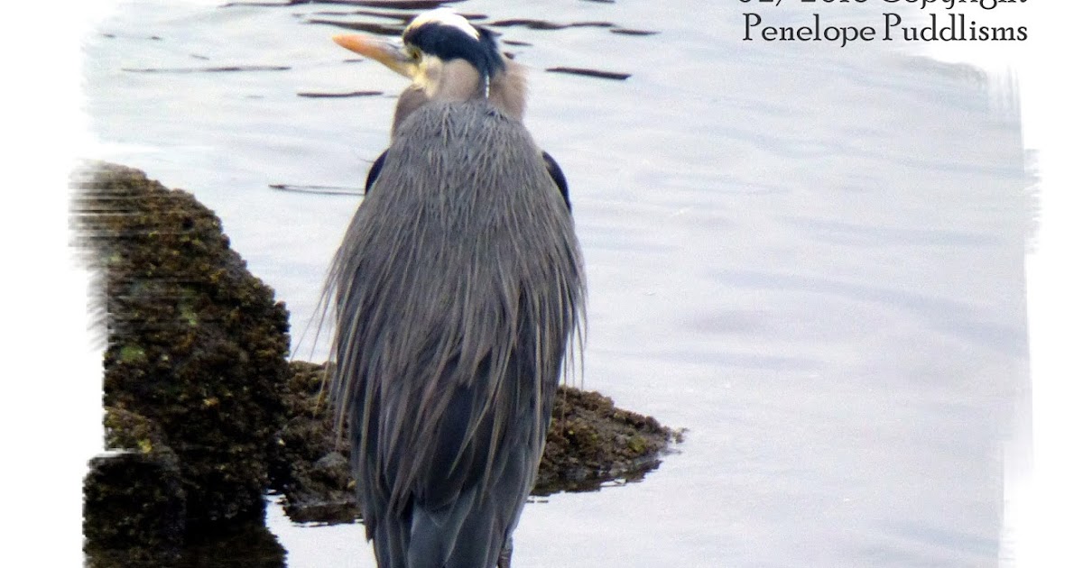 Postcards From Penelope Puddle: HERON'S INKY REFLECTION