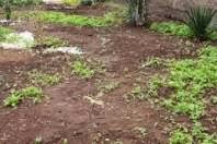 Afrontando la lesión medular: El Jardín "descuidado"