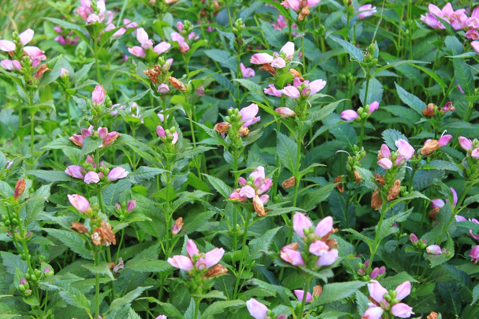 Confessions Of A Plant Geek: January 2015