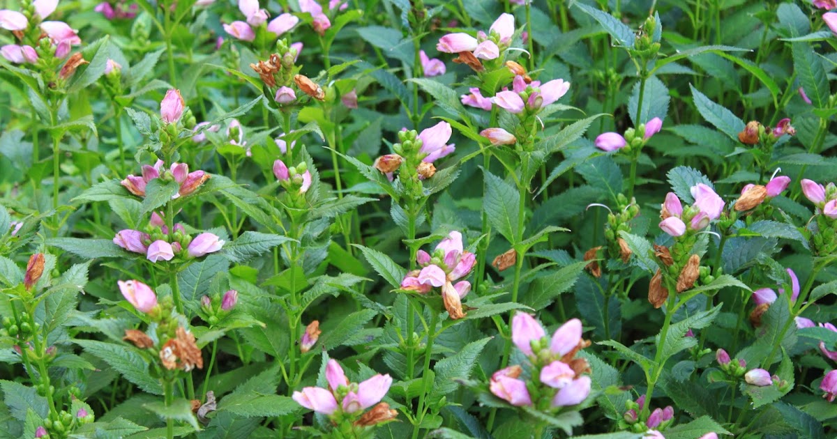 Confessions Of A Plant Geek: Turtleheads - Chelone