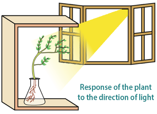 7. Control and Coordination | Class 10 CBSE | Web Notes | Part 2 ...