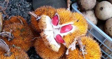 durian merah di sabah - DakotataroSoto