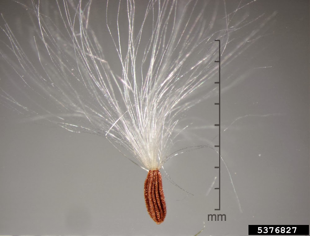 Ramuan Herbal: Tempuyung (Sonchus arvensis L.)