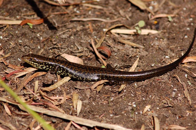 WA Zoologist: Western Glossy Swamp Skink