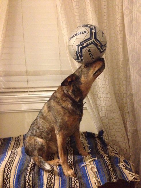 Beautiful World : Adorable Dog Balances All Types of Objects on His Head