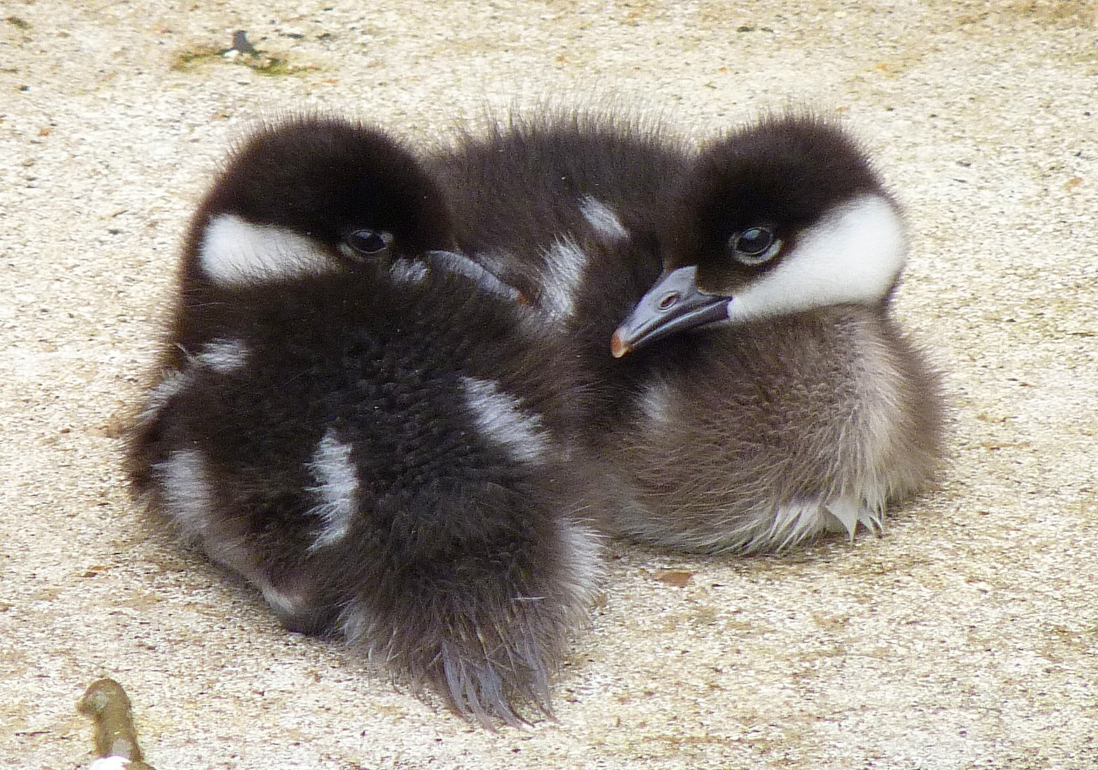 Birding For Pleasure: Duckery at Castle Espie