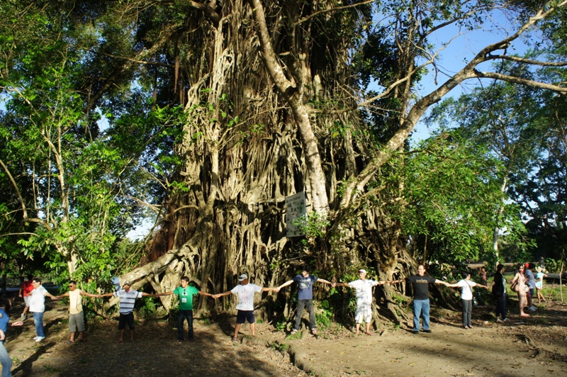 OUR PHILIPPINE TREES: The Mystic Balete Tree of Baler