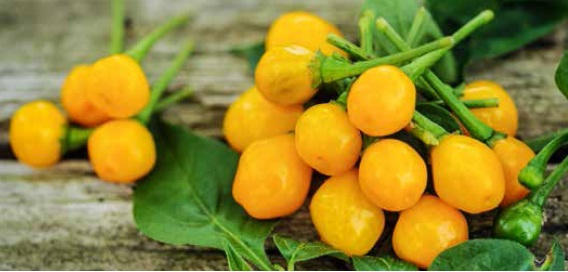 Jammu and Kashmir Medicinal Plants Introduction Centre: Aji charapita ...